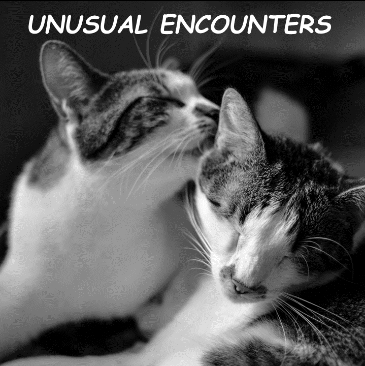 SEEMED LIKE A GOOD IDEA AT THE TIME – A MEMOIR – A MEMOIR